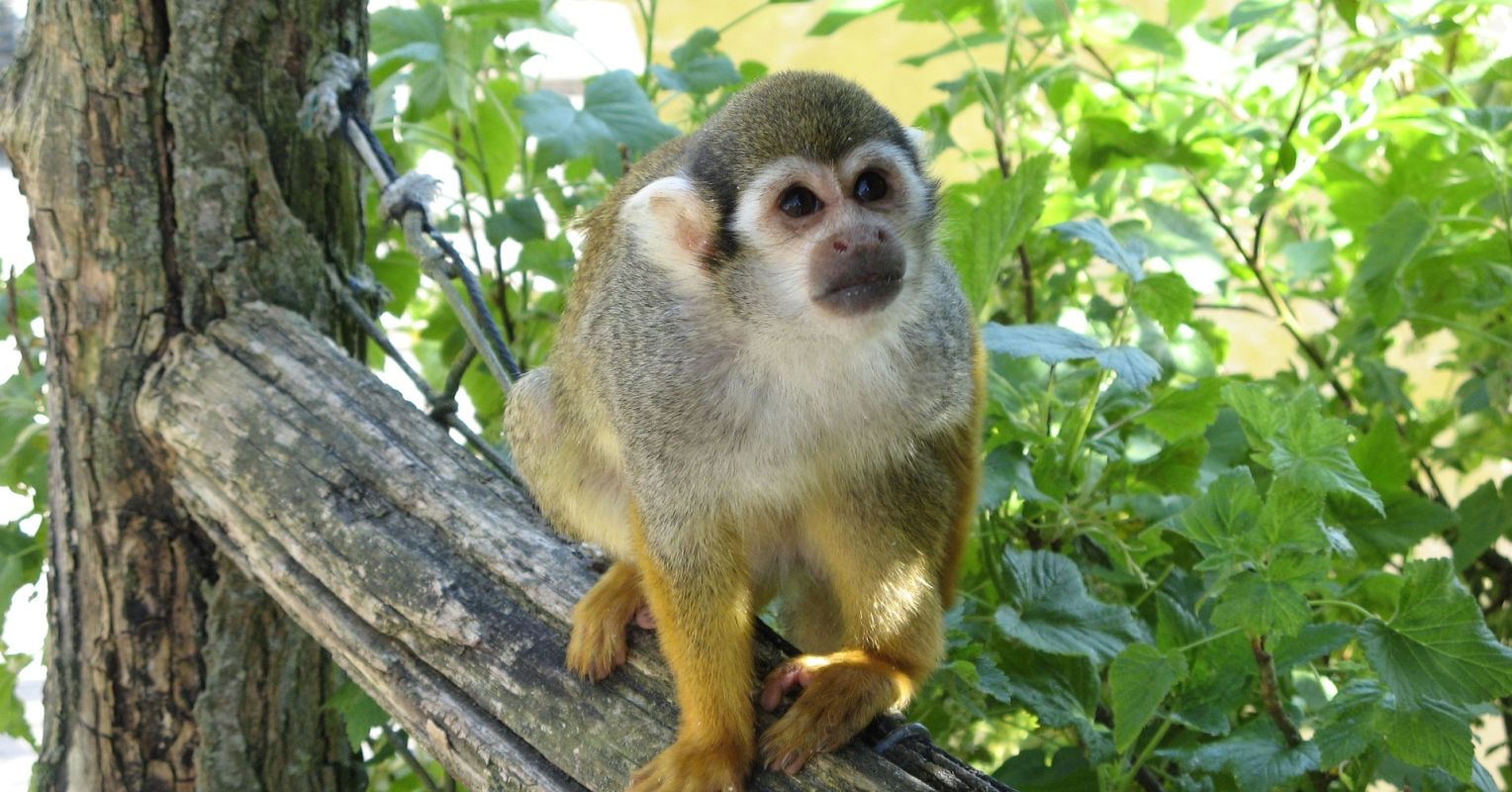 Mindfulness Can Help Kids with ADHD | Psychology Today