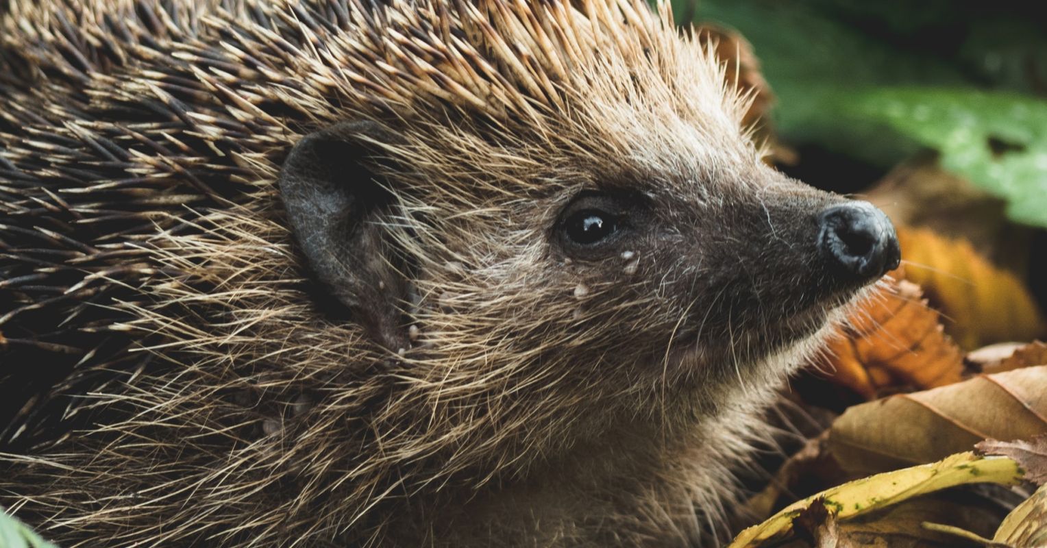 The Hedgehog’s Dilemma | Psychology Today Australia