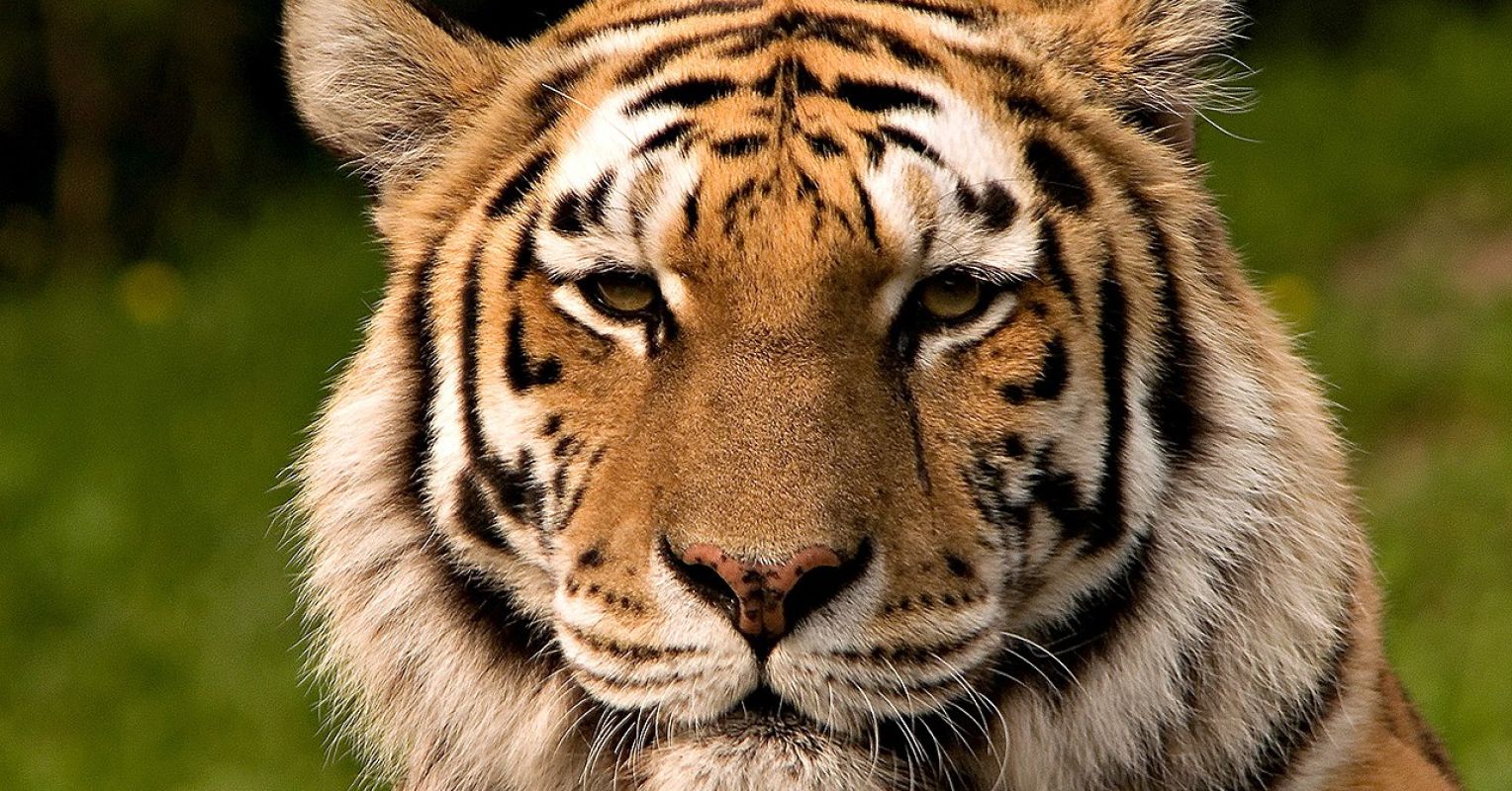 Why Tiger King Is the Perfect Show for Chaotic Times | Psychology Today ...