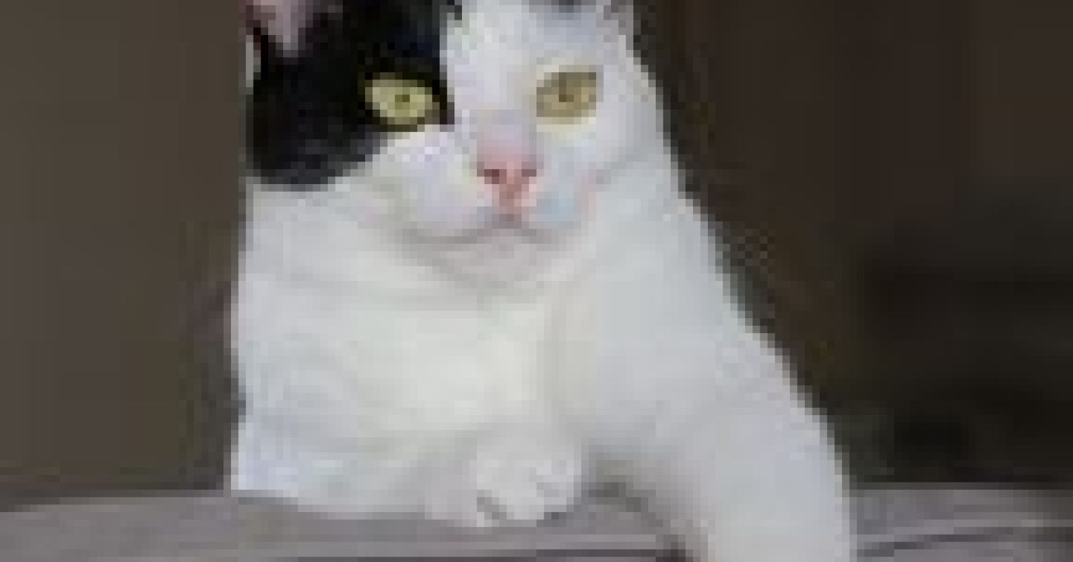 Are Cats And Dogs Handed Or Right Handed