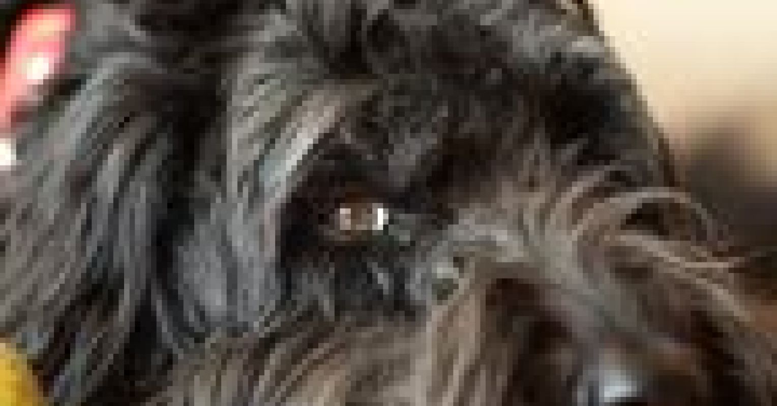 Do Dogs Forgive and If So, Why? | Psychology Today