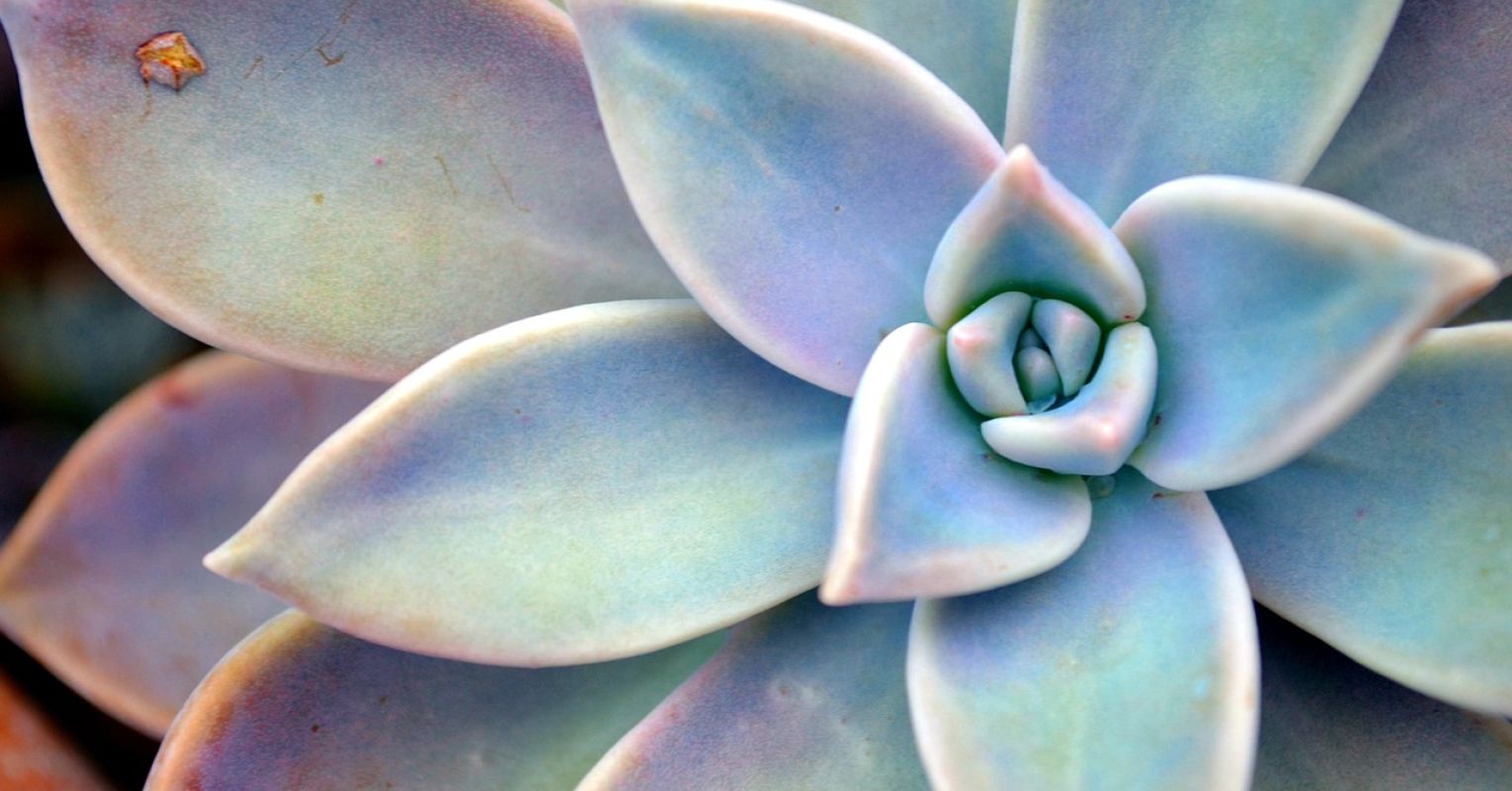 Succulence | Psychology Today