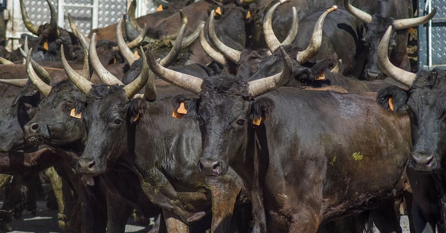 Does America Have a Problem With 'Bullshit Receptivity'? | Psychology Today