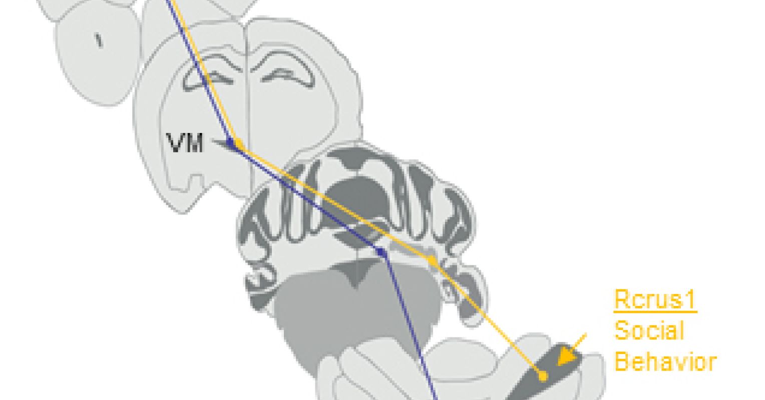 Why Mapping Cerebellum–Prefrontal Cortex Circuitry Matters | Psychology ...