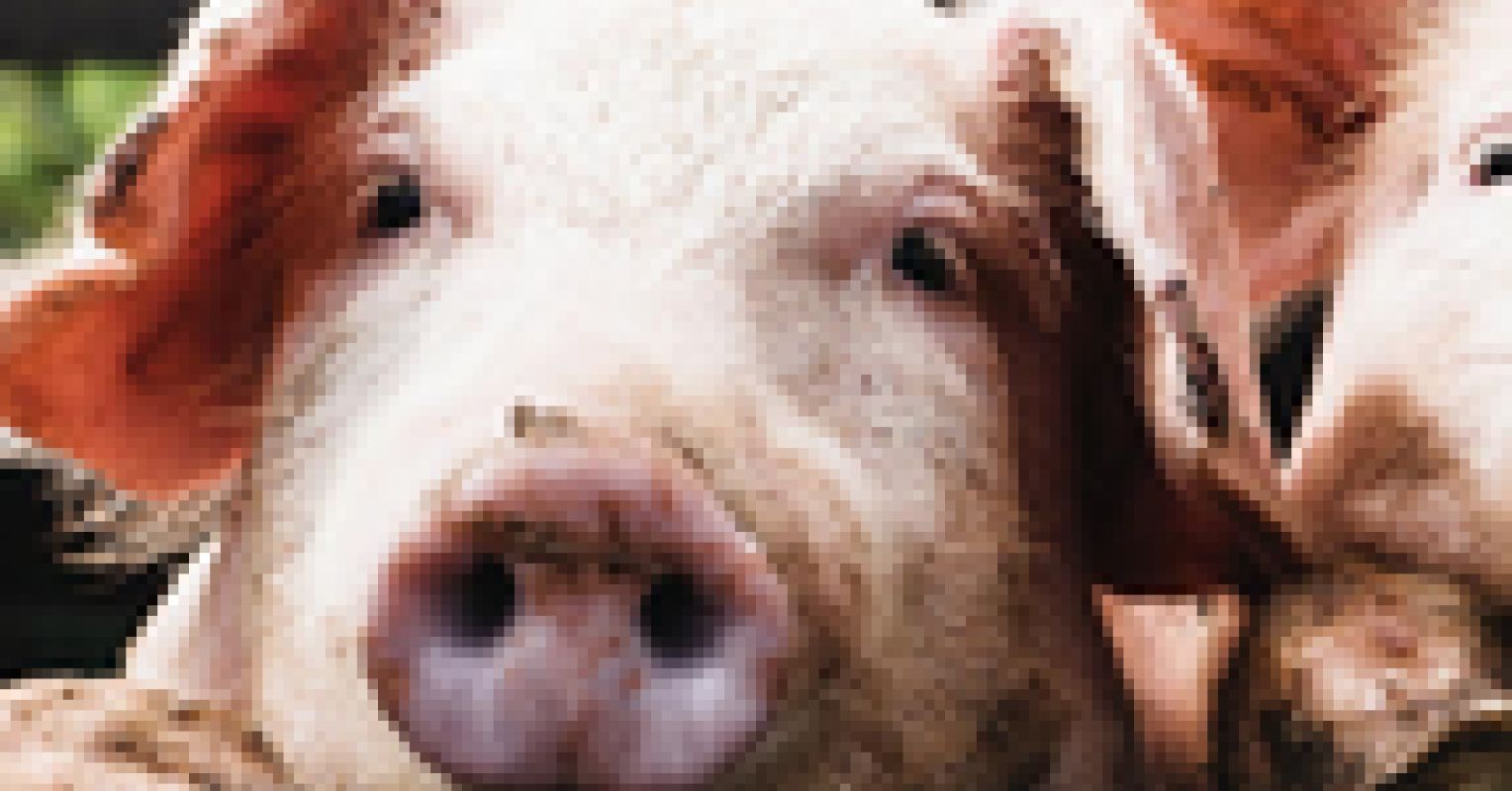 Is Humane Slaughter Possible? | Psychology Today