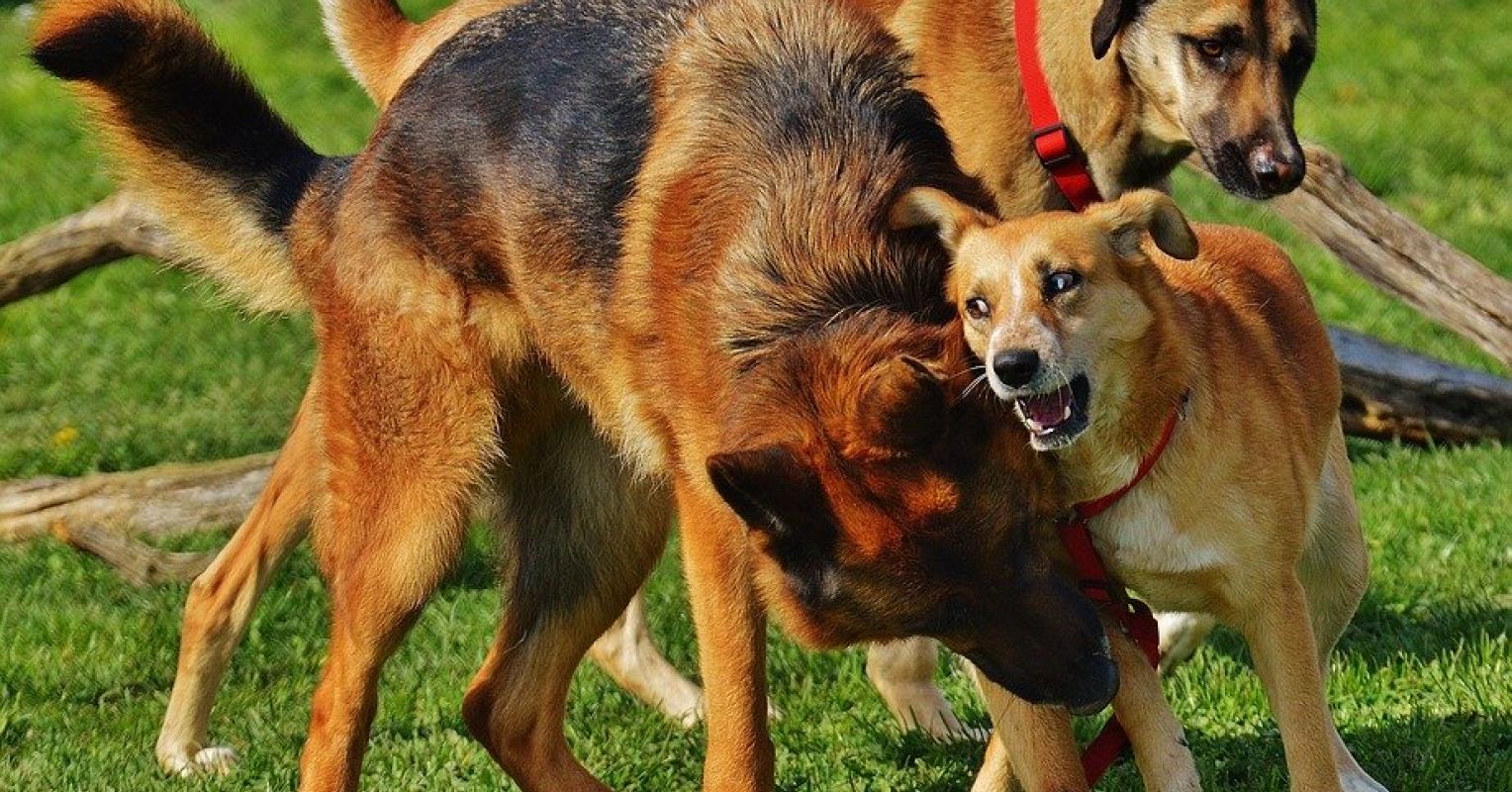 Dogs at Play: Feeling Safe, Having Fun, and Playing Fair | Psychology Today