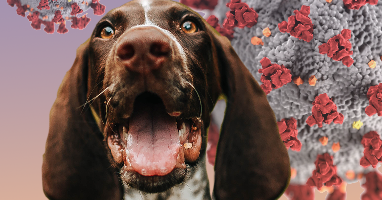 How Pets May Improve Our Immunity | Psychology Today Ireland