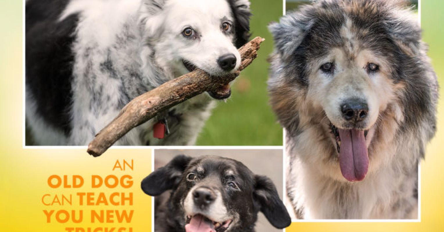 A Salute to Senior Dogs: Elders Can Teach Us New Tricks, Too ...