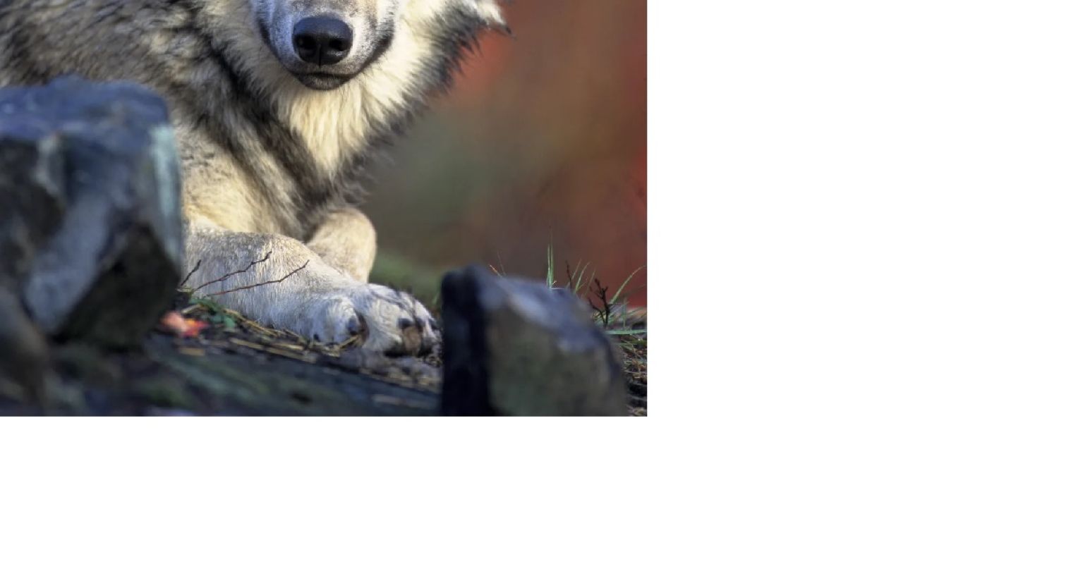 Hope vs. Despair: Which Wolf Survives? | Psychology Today