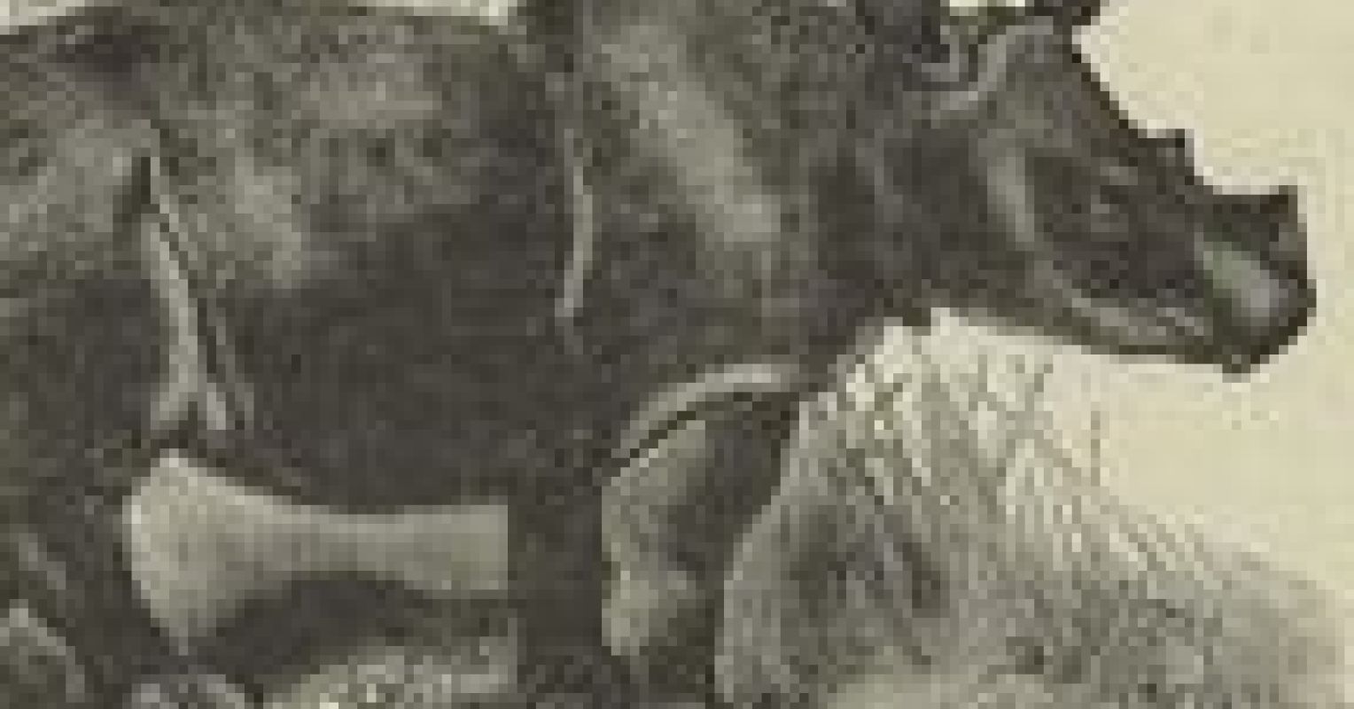 terror skink extinct