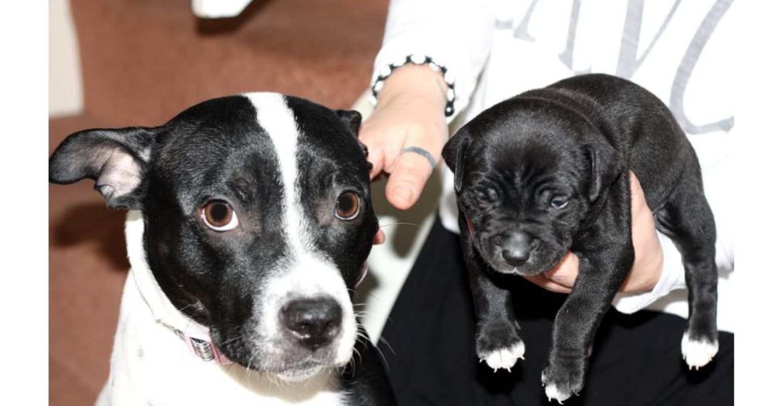 How to Create Emotionally Stable and Fear-Resistant Puppies ...