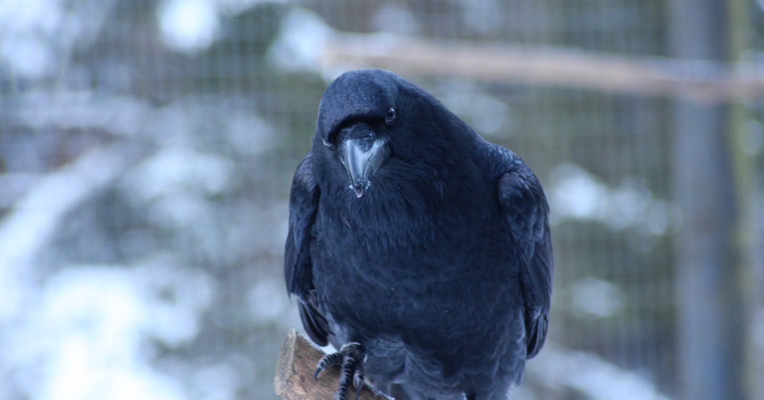 Party Down South 2 Raven