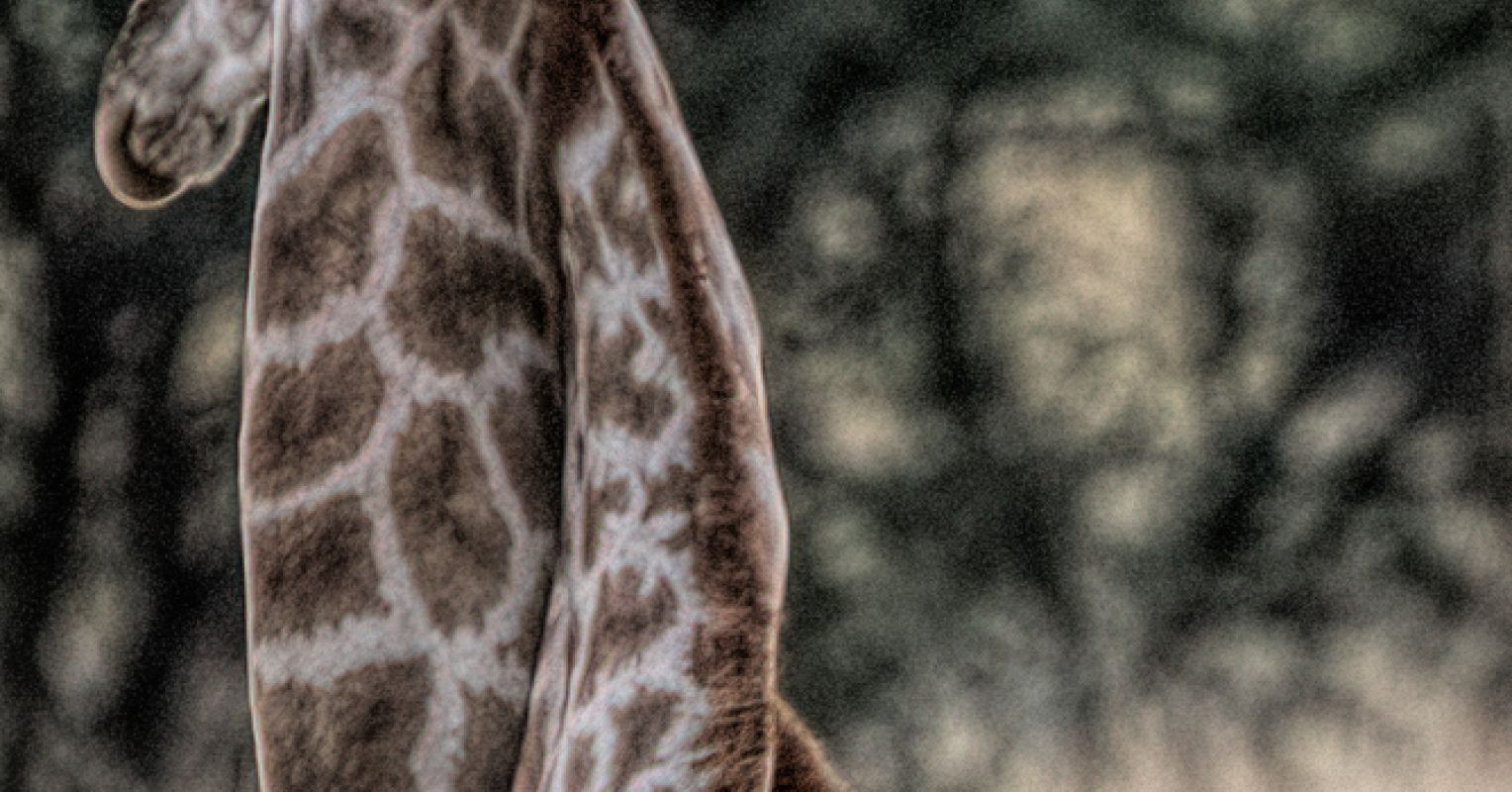 Surprising Courtship Rituals to Entice Your Valentine | Psychology Today