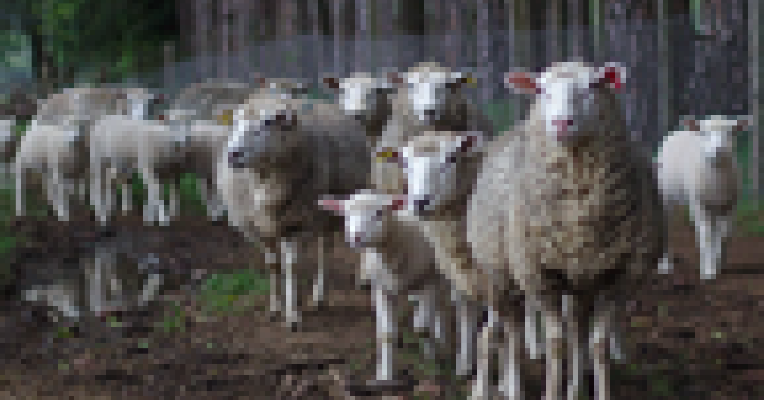 Maskers Versus Anti-Maskers: Who Are the Bigger Sheep? | Psychology Today
