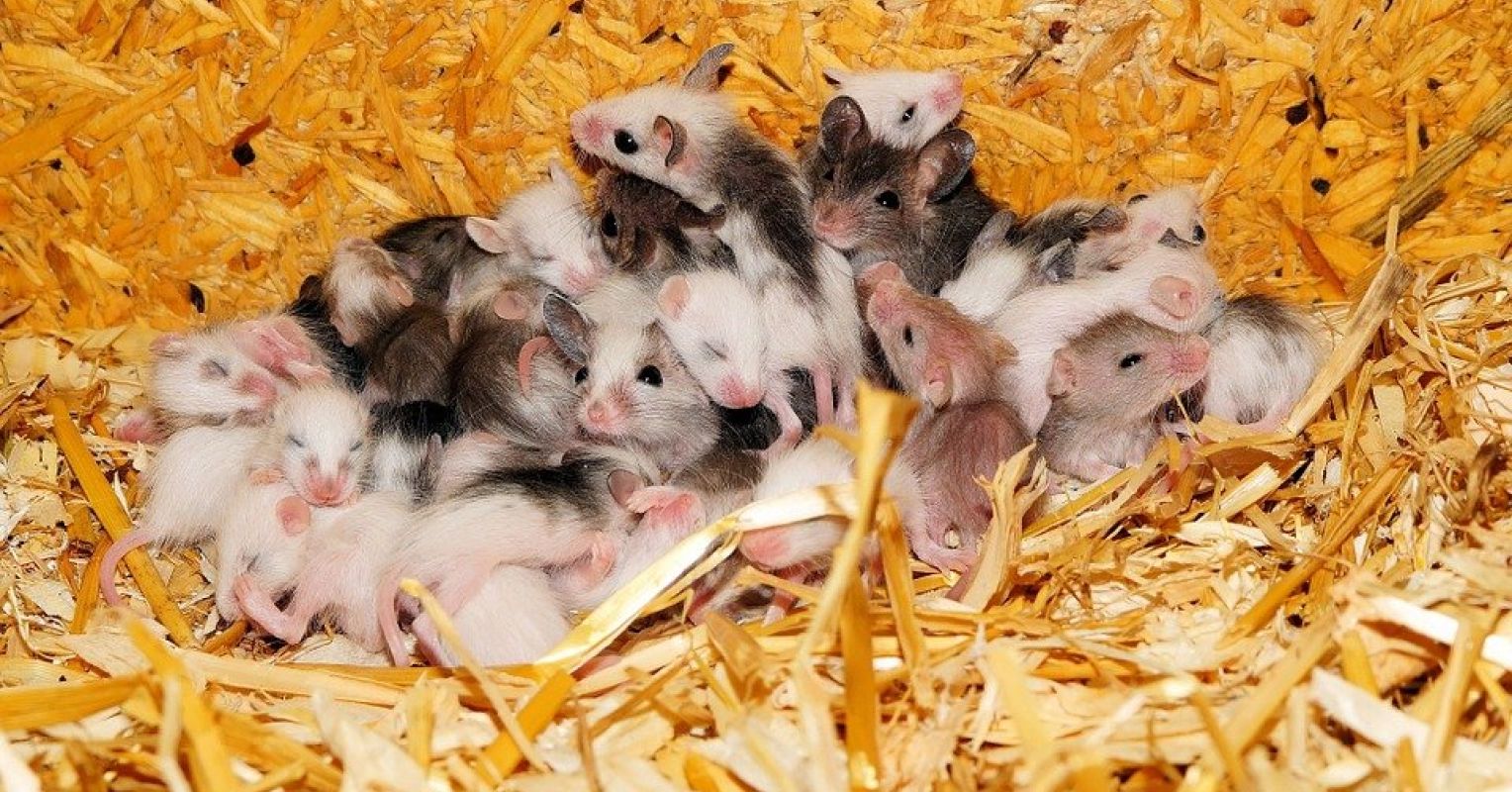 Mice Share Each Other's Feelings of Pain, Fear, and Relief | Psychology ...