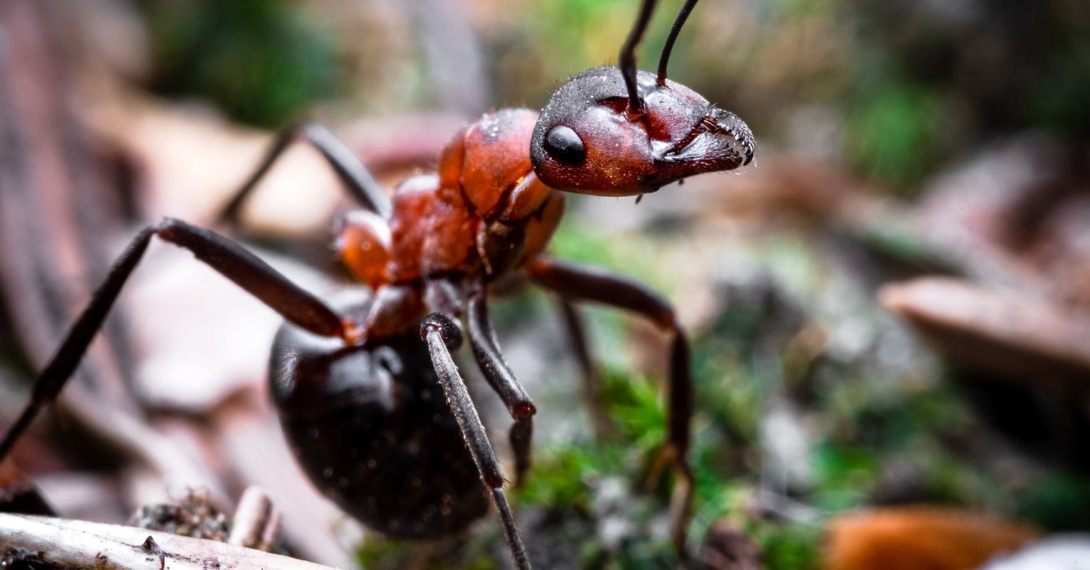 Empire of Ants: Their Extraordinary Lives and Hidden Worlds ...