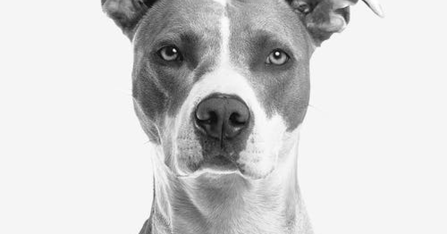 Minding Animals and Sentience in the Old and New Worlds | Psychology Today