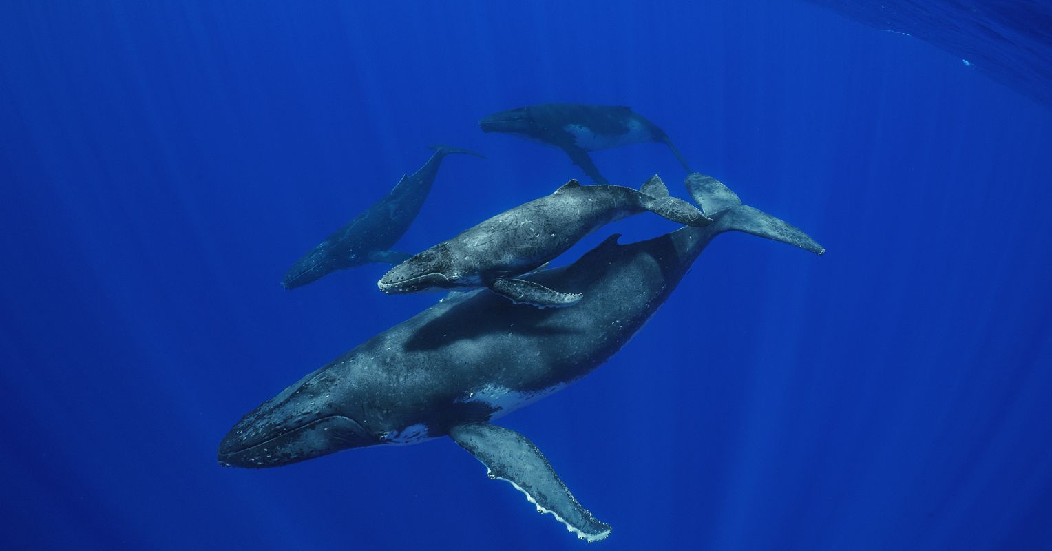 Secrets of the Whales: Inner Worlds of Joy, Pain, and Love | Psychology ...