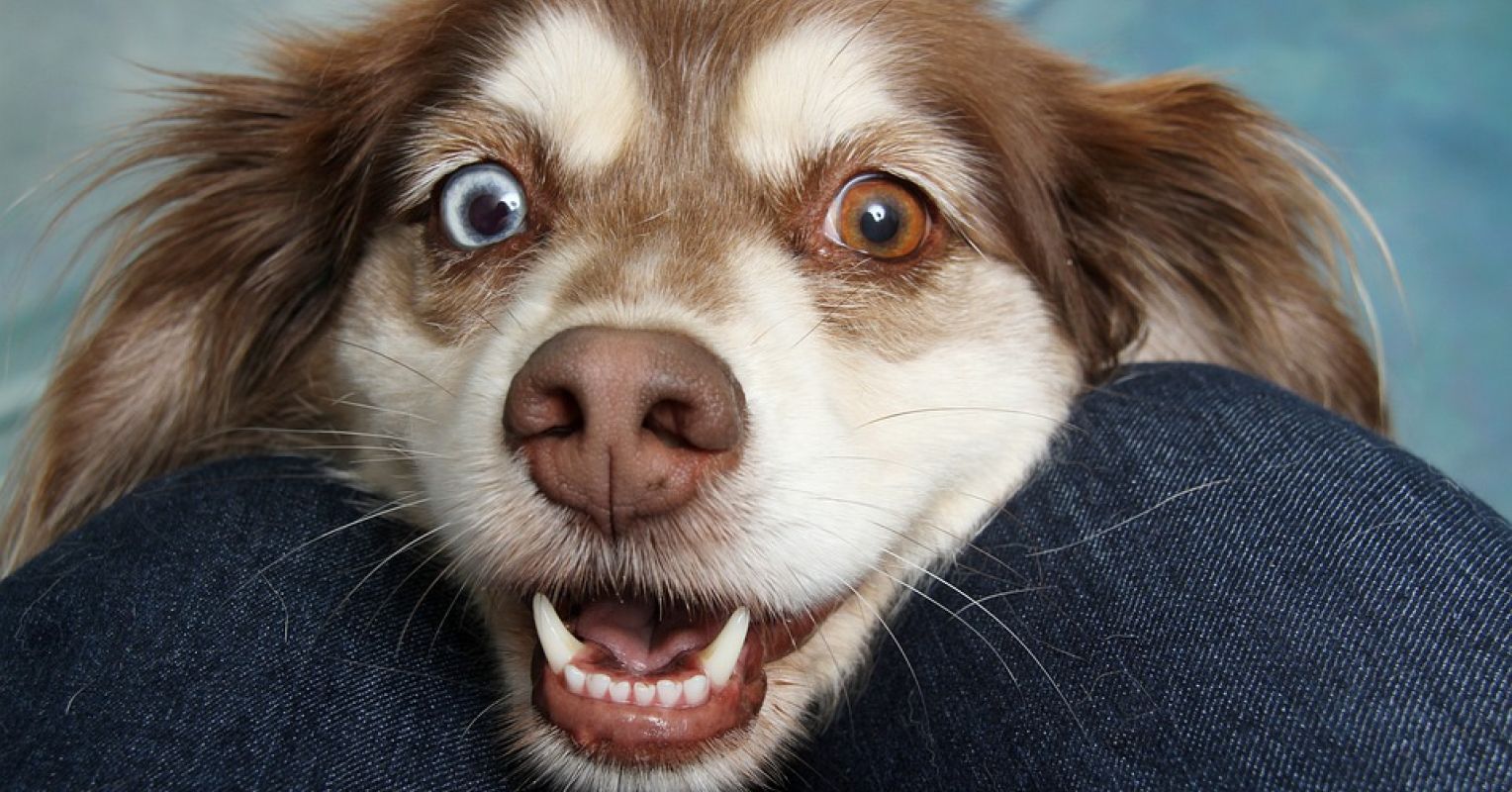 Are Dogs Thrill-Seeking Adrenaline Junkies? | Psychology Today