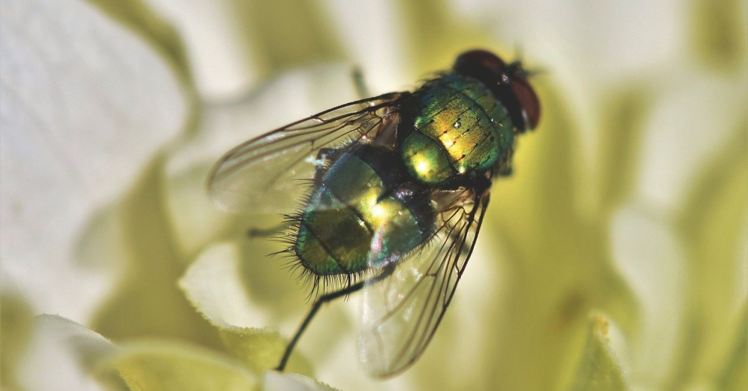 Why Studies of Insect Vision Will Change Your Life | Psychology Today