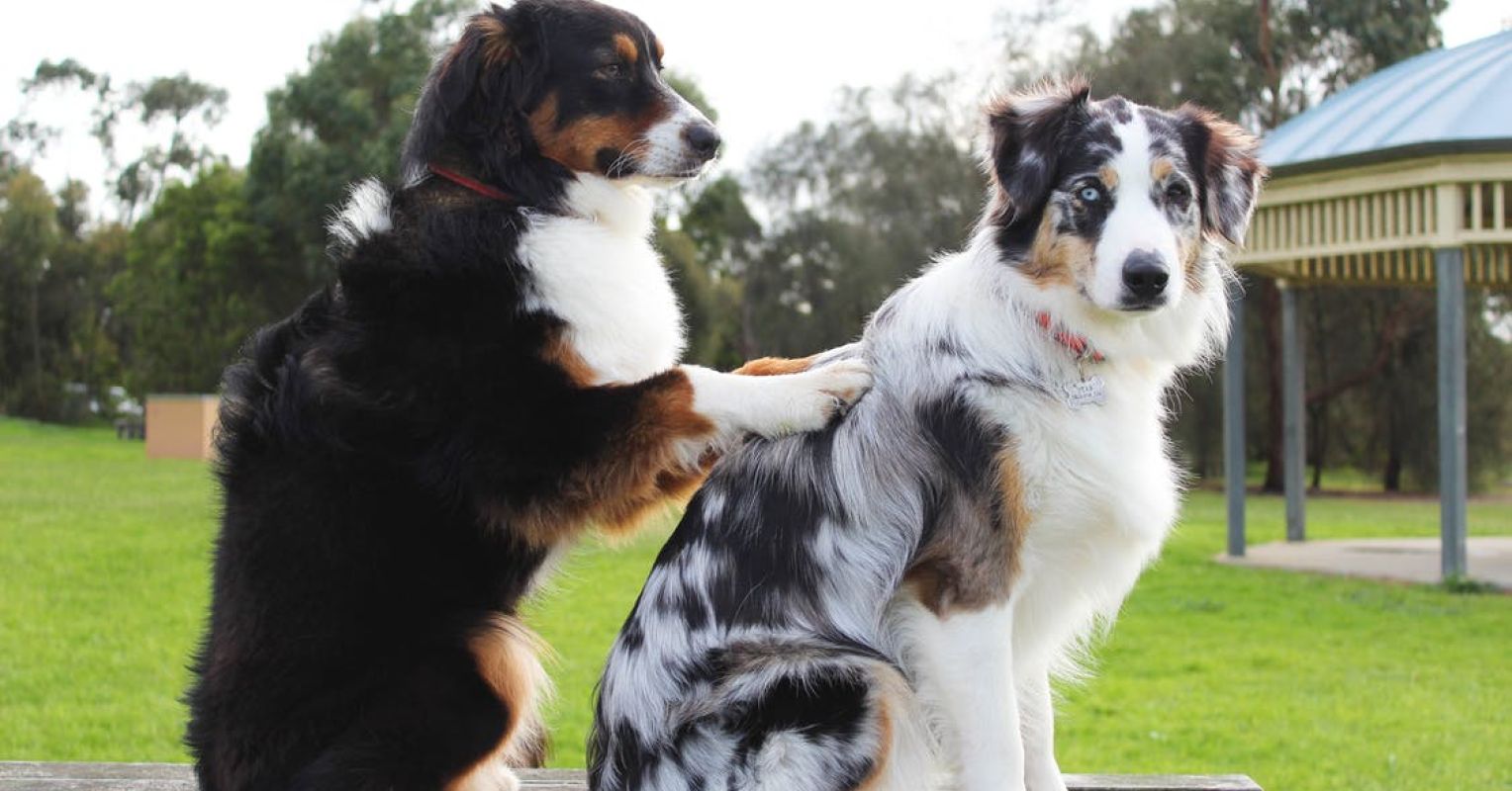 "When Animals Rescue": Reflections on Kindness and Morality ...