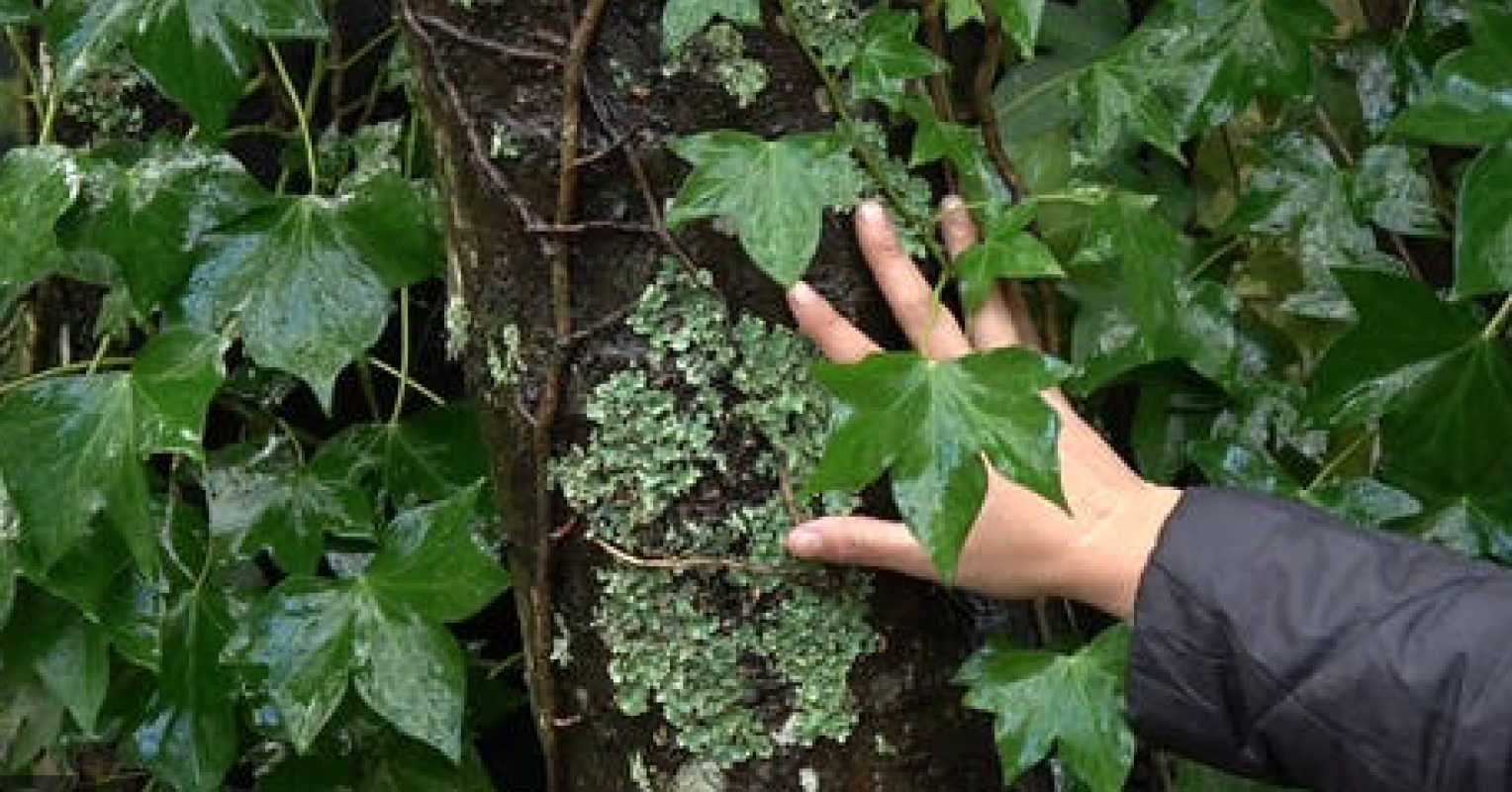 The Heartbeat of Trees: An Uplifting Spring Read | Psychology Today