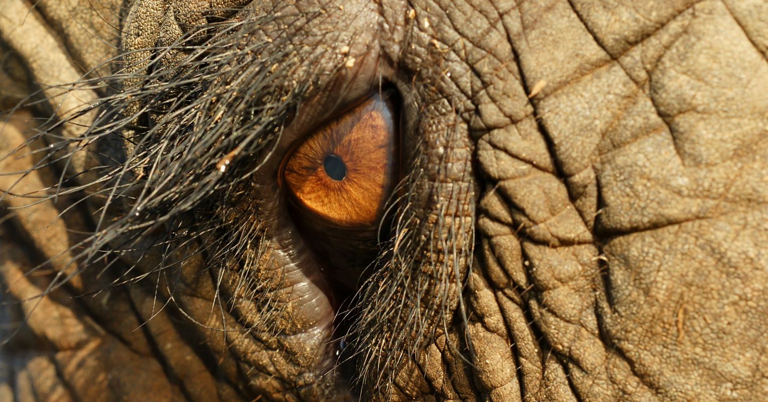 A Test for Animal Consciousness | Psychology Today United Kingdom