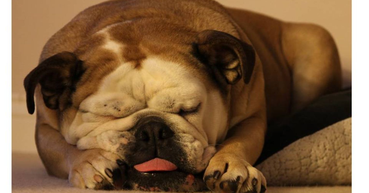 Which Dog Breeds Have the Highest Risk of Becoming Obese? | Psychology ...