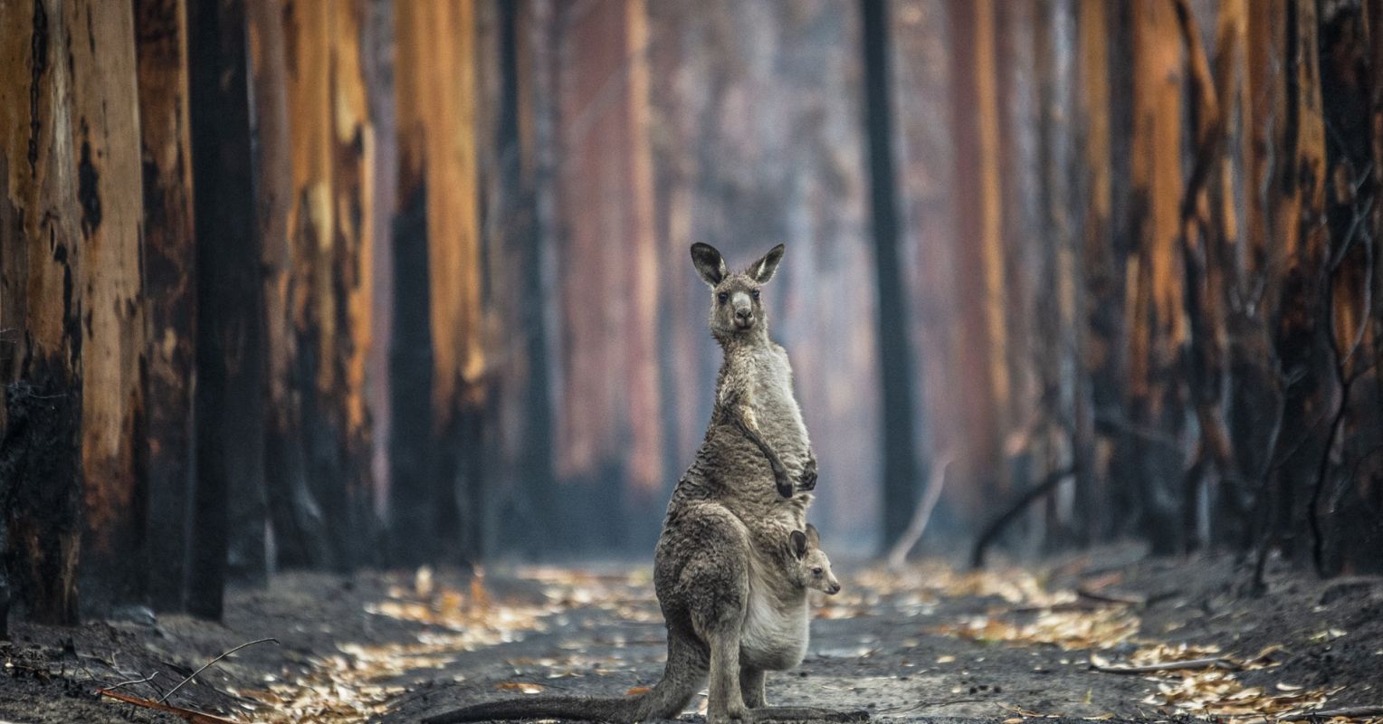 "Hidden": Animals Struggling to Coexist in the Anthropocene ...