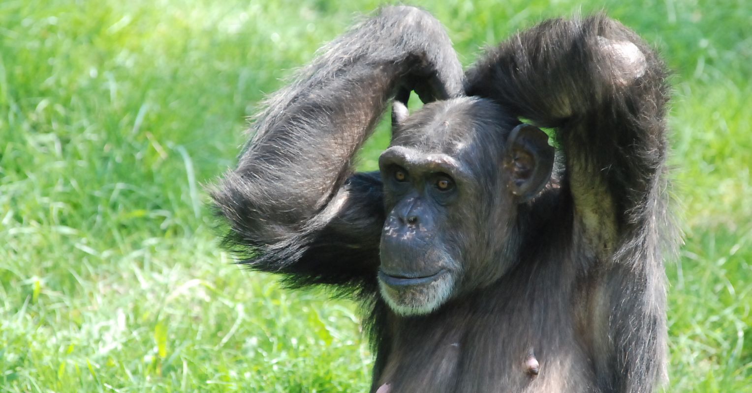 Are Animals Cultural Beings? | Psychology Today