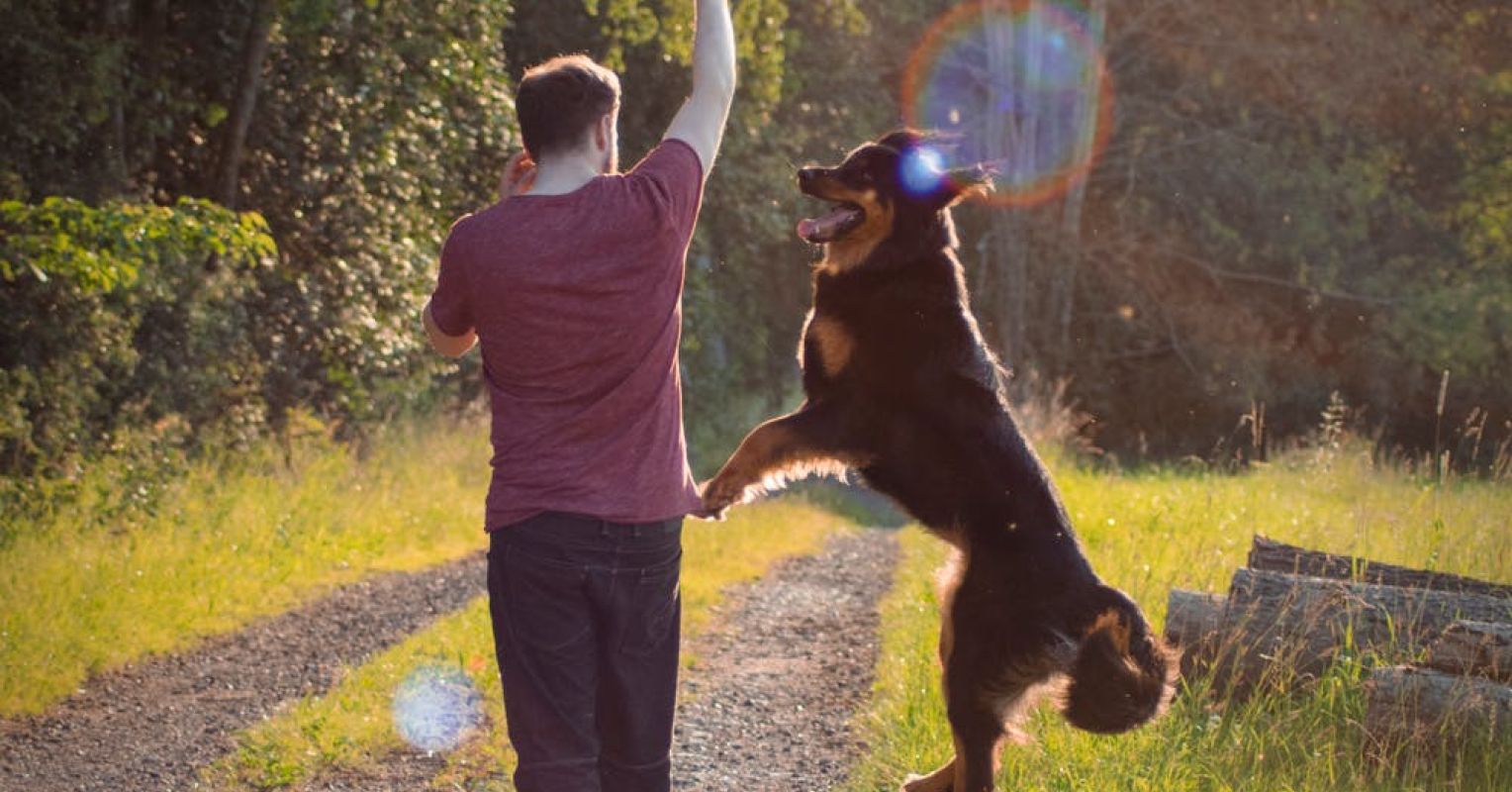 Pet Nation: The Transformational Power of Dog-Driven Culture ...