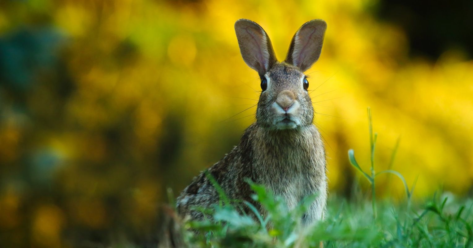 Rabbits: Their Fascinating, Diverse, Yet Unappreciated Lives ...
