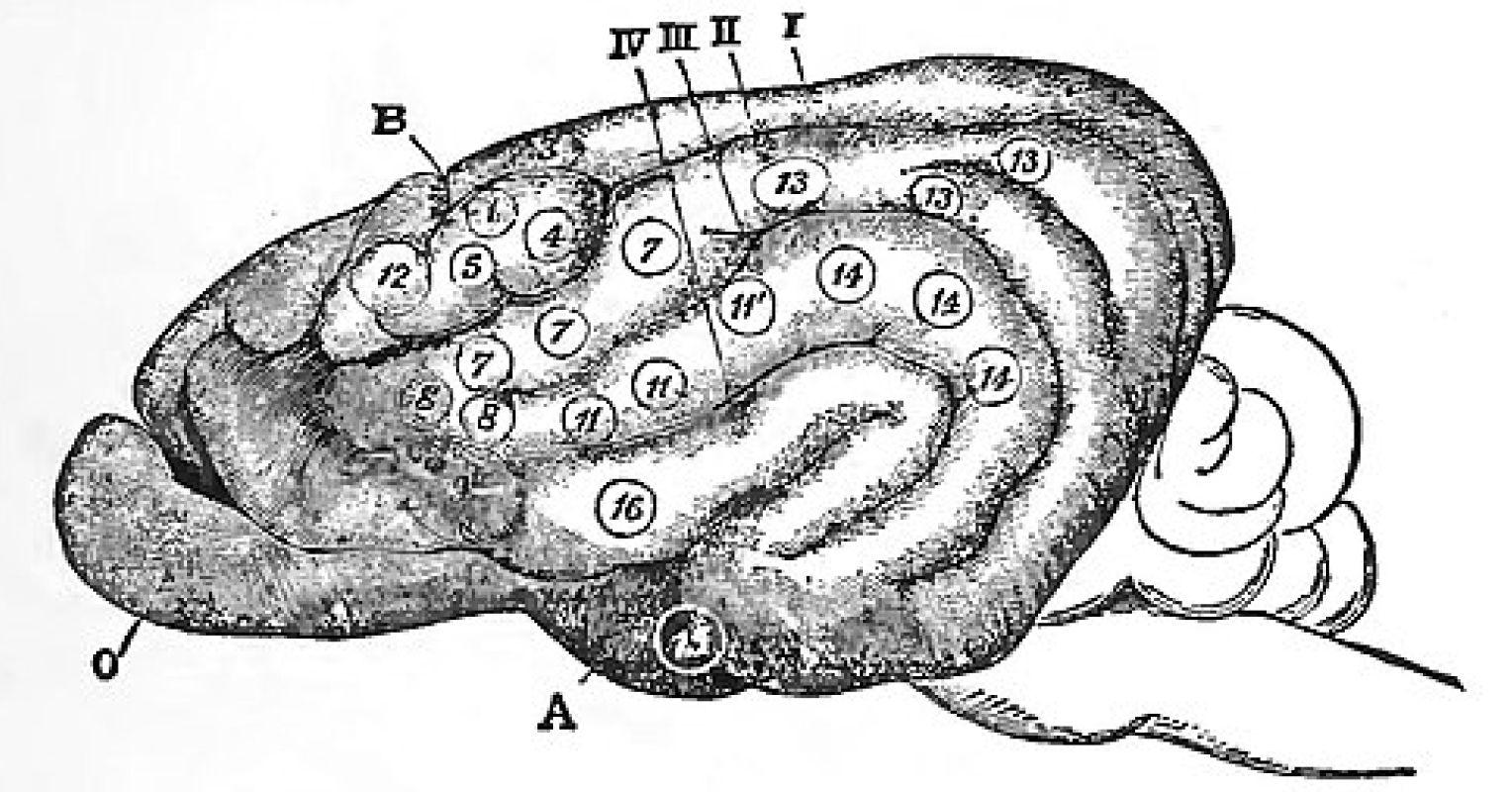 Alternate Views on the Origins of Dogs | Psychology Today