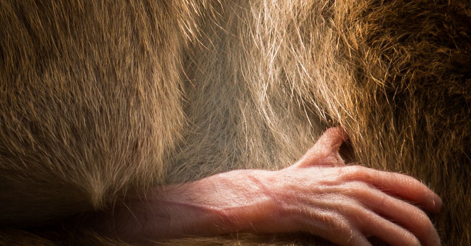 Why Do Some Primate Mothers Carry Their Dead Infants? | Psychology Today