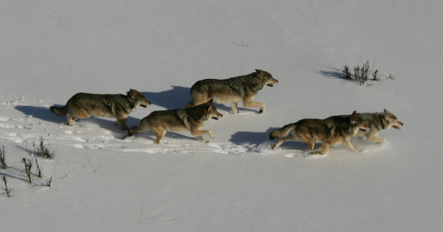 What Wolves Tell Us about Our Relationship with Nature | Psychology Today