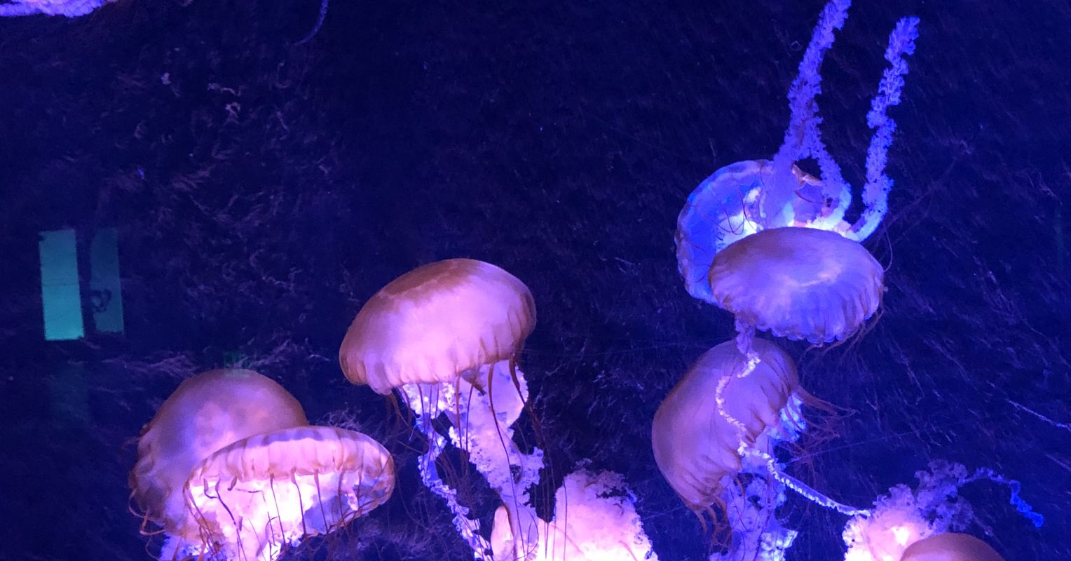 Hallucinations in Humans and Mice | Psychology Today