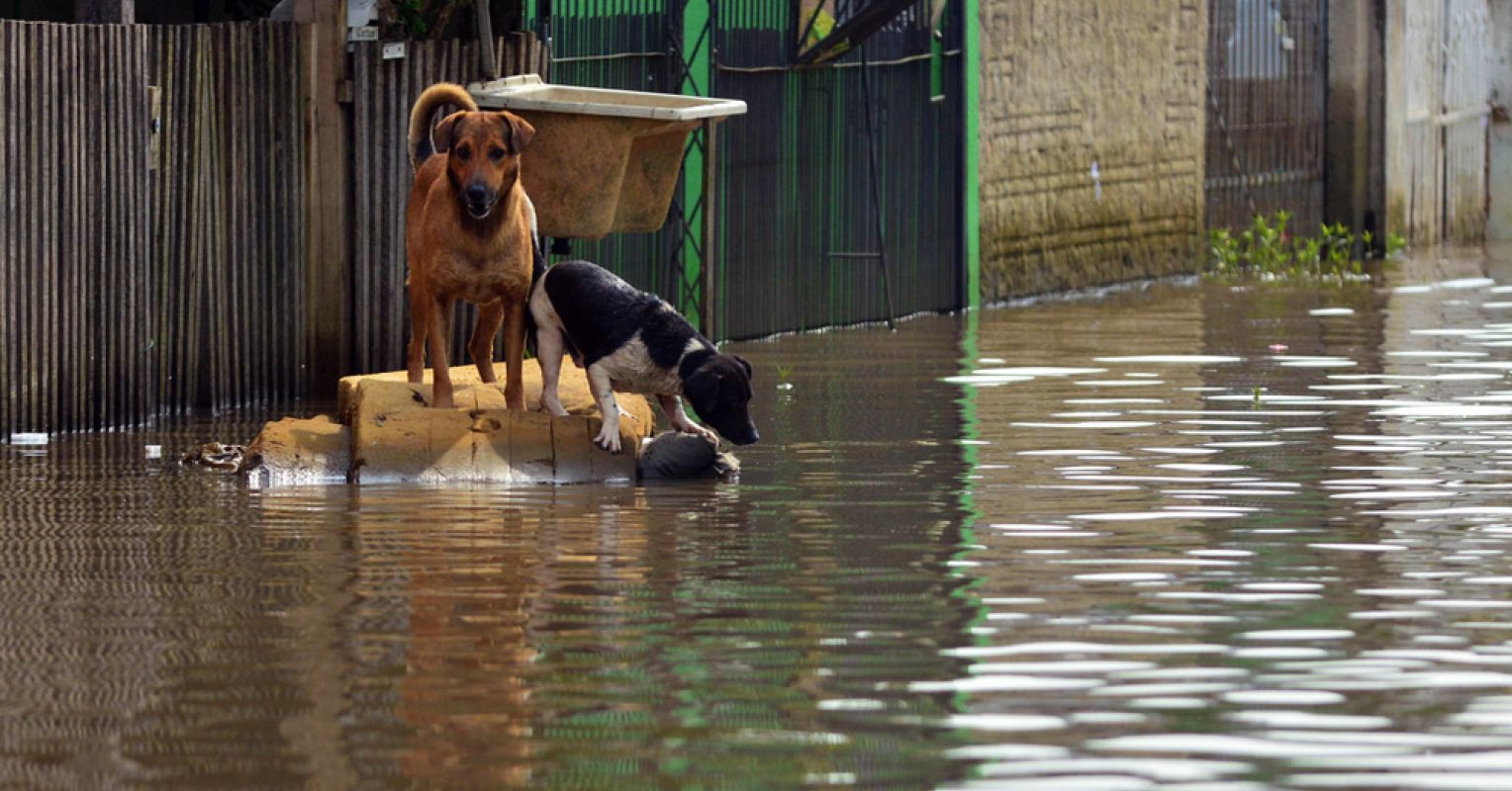 All Animals Must Be Safe and Sound During Disasters | Psychology Today ...