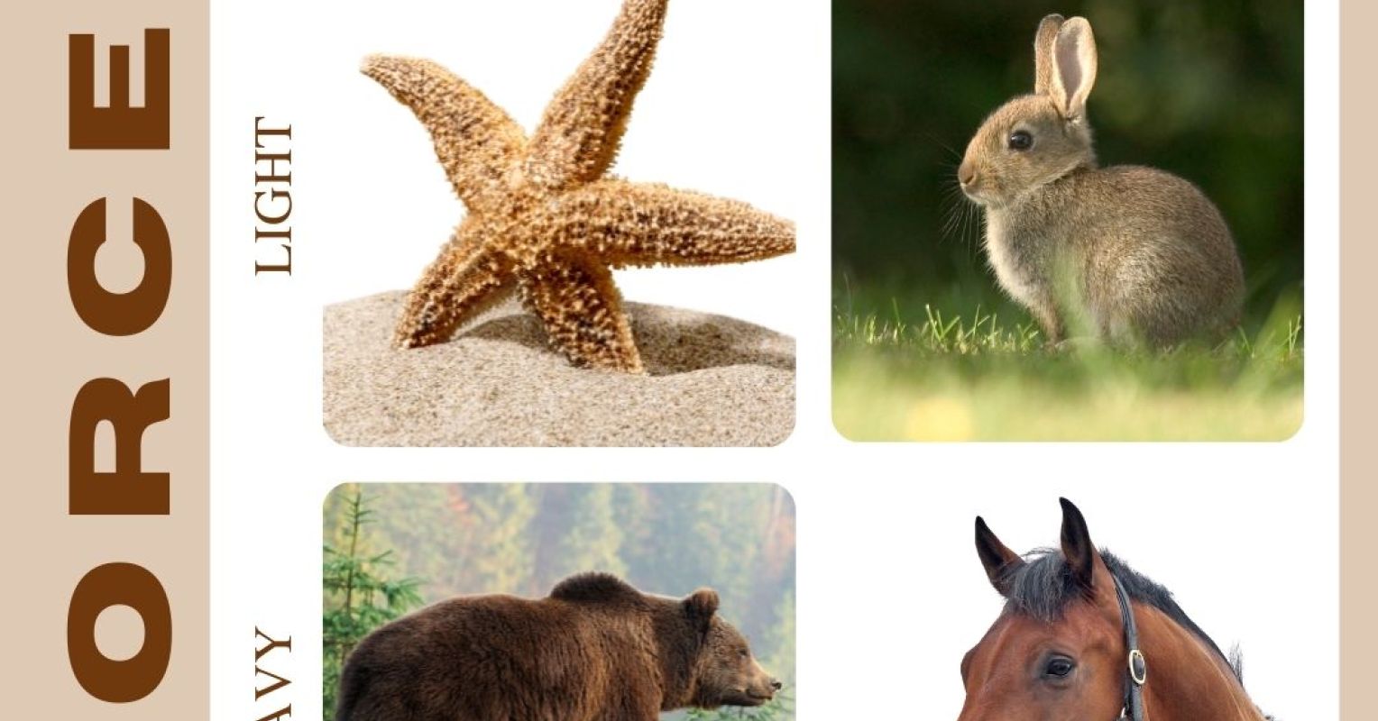 What Kind of Creative Are You? The Key: Animal Physiology | Psychology ...