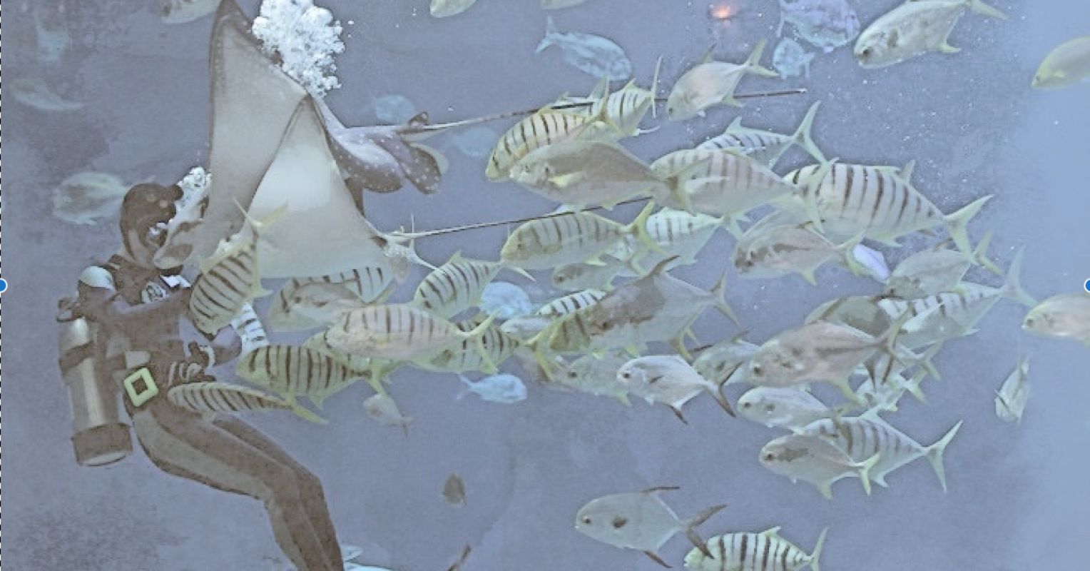 Thoughts During Meditation? Go Fish | Psychology Today