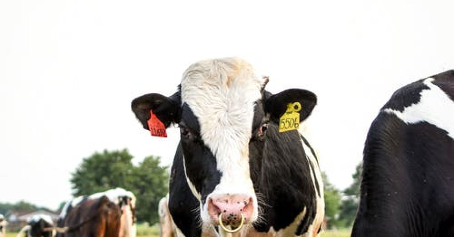 Why Is Eating Meat So Emotionally and Ethically Challenging ...