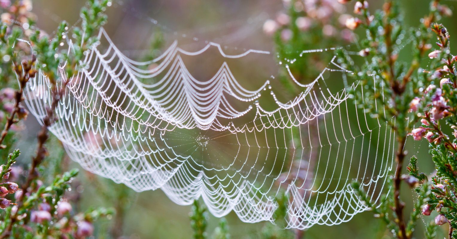 How Remote Work Is Like a Broken Spider Web | Psychology Today Australia