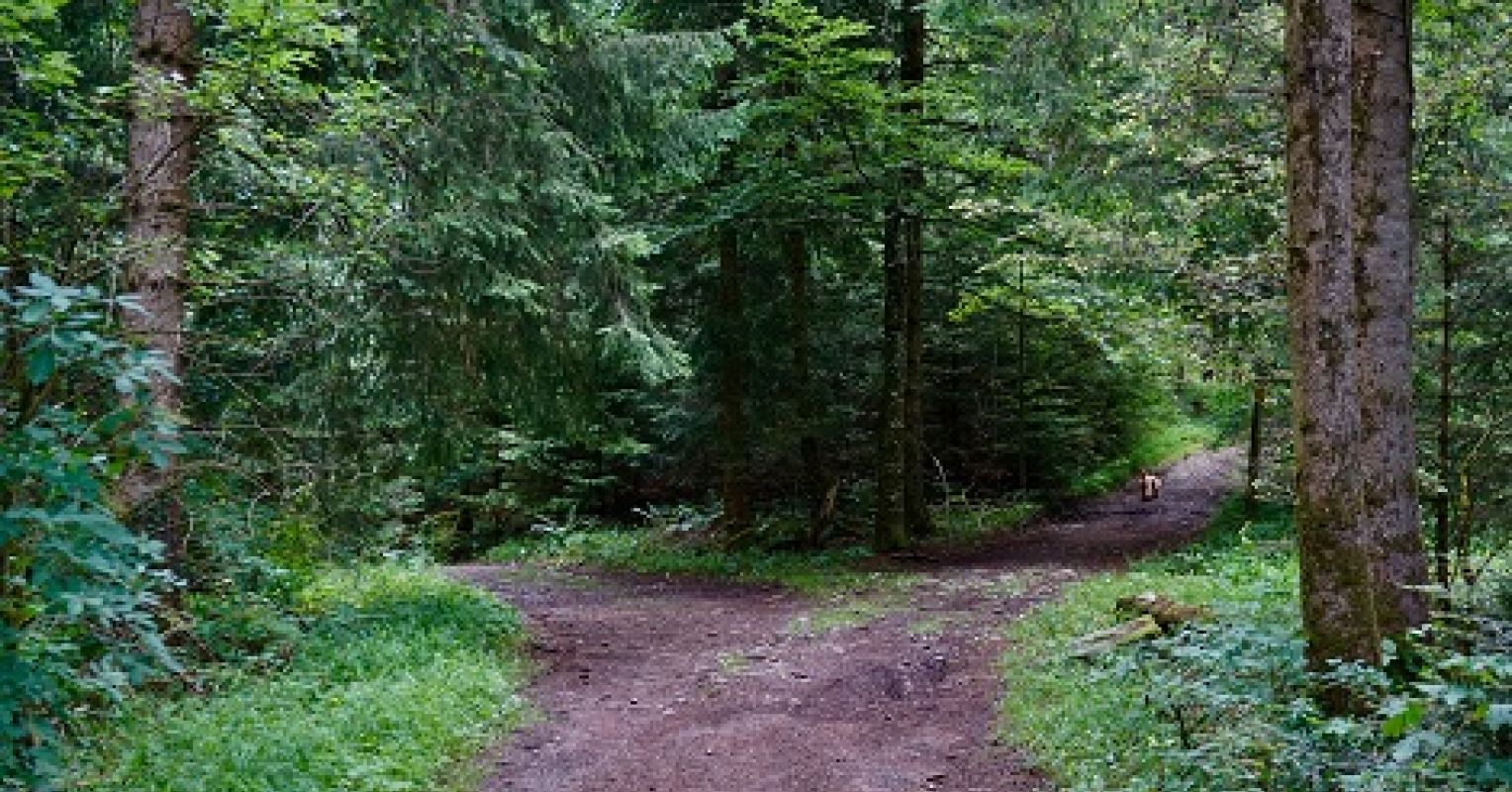 Find Your Path | Psychology Today