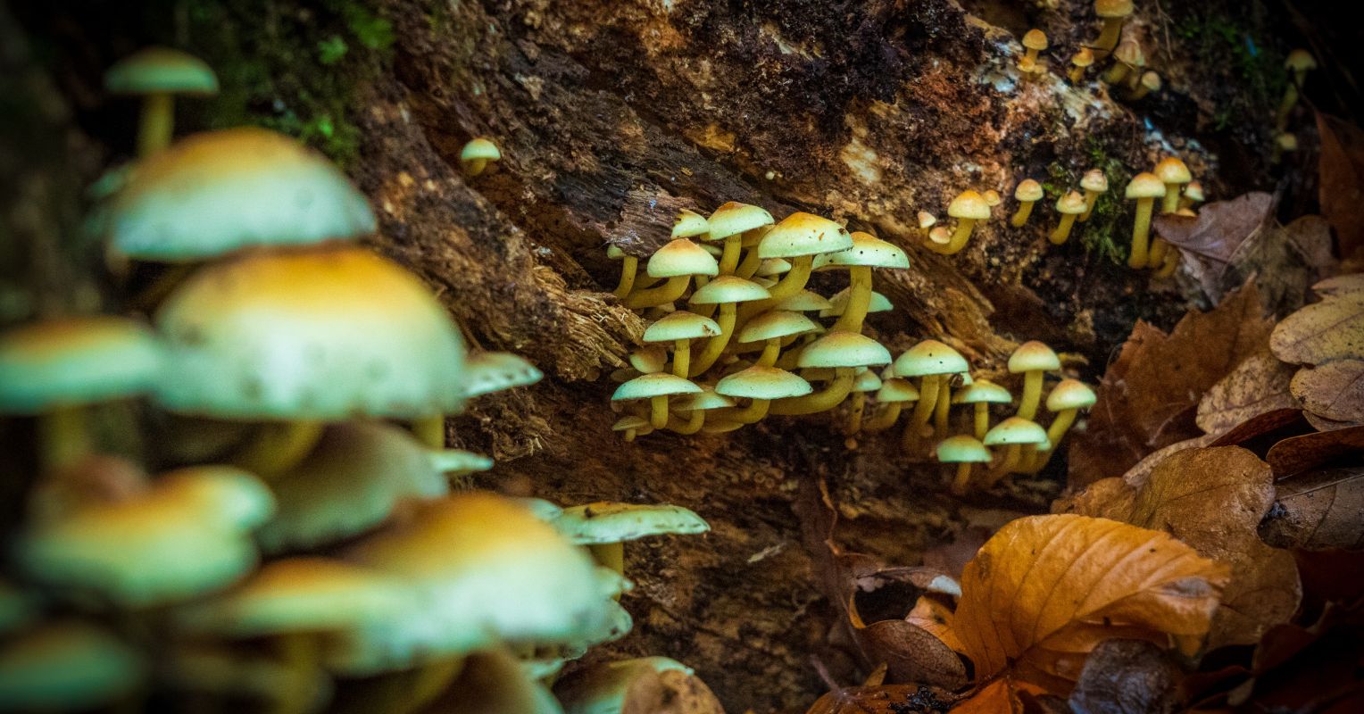 Can Therapeutic Psychedelics Help With "Biophobia"? | Psychology Today ...