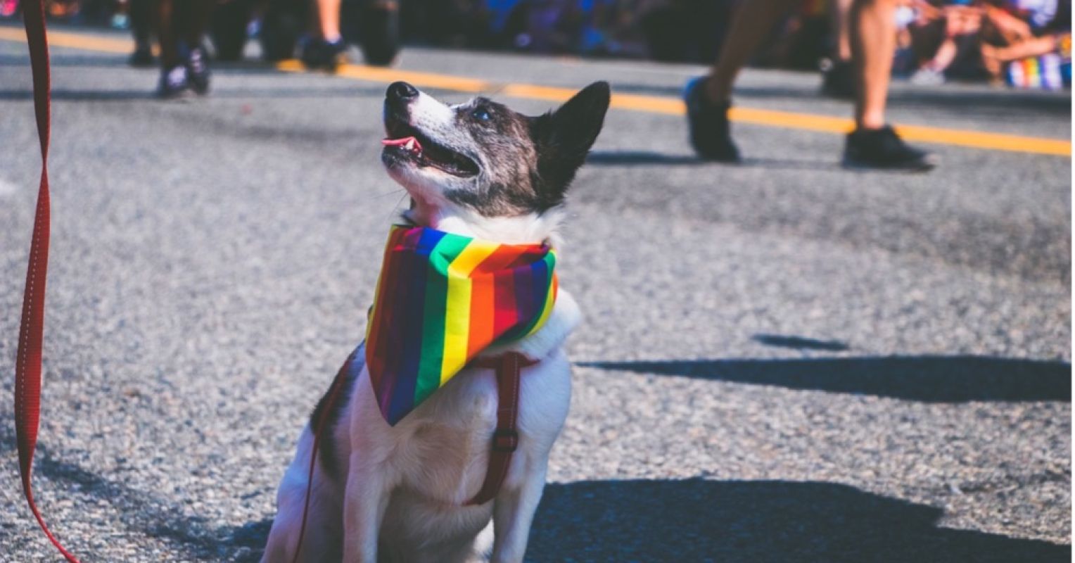 Are Pets Helping LGBTQ+ Folk Get Through the Pandemic? | Psychology Today