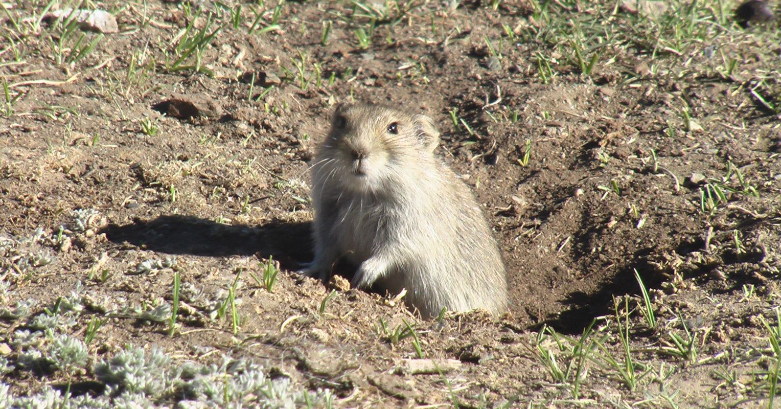 Voles Trim Grass to Thwart Flying Predators | Psychology Today Australia