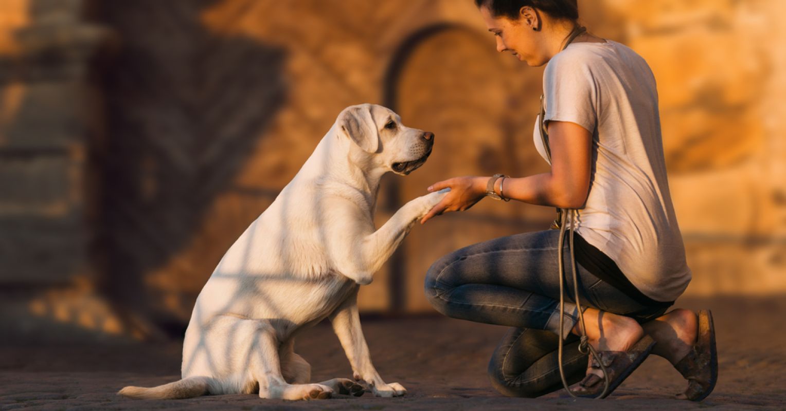 6 Key Facts About How Dogs Think | Psychology Today United Kingdom