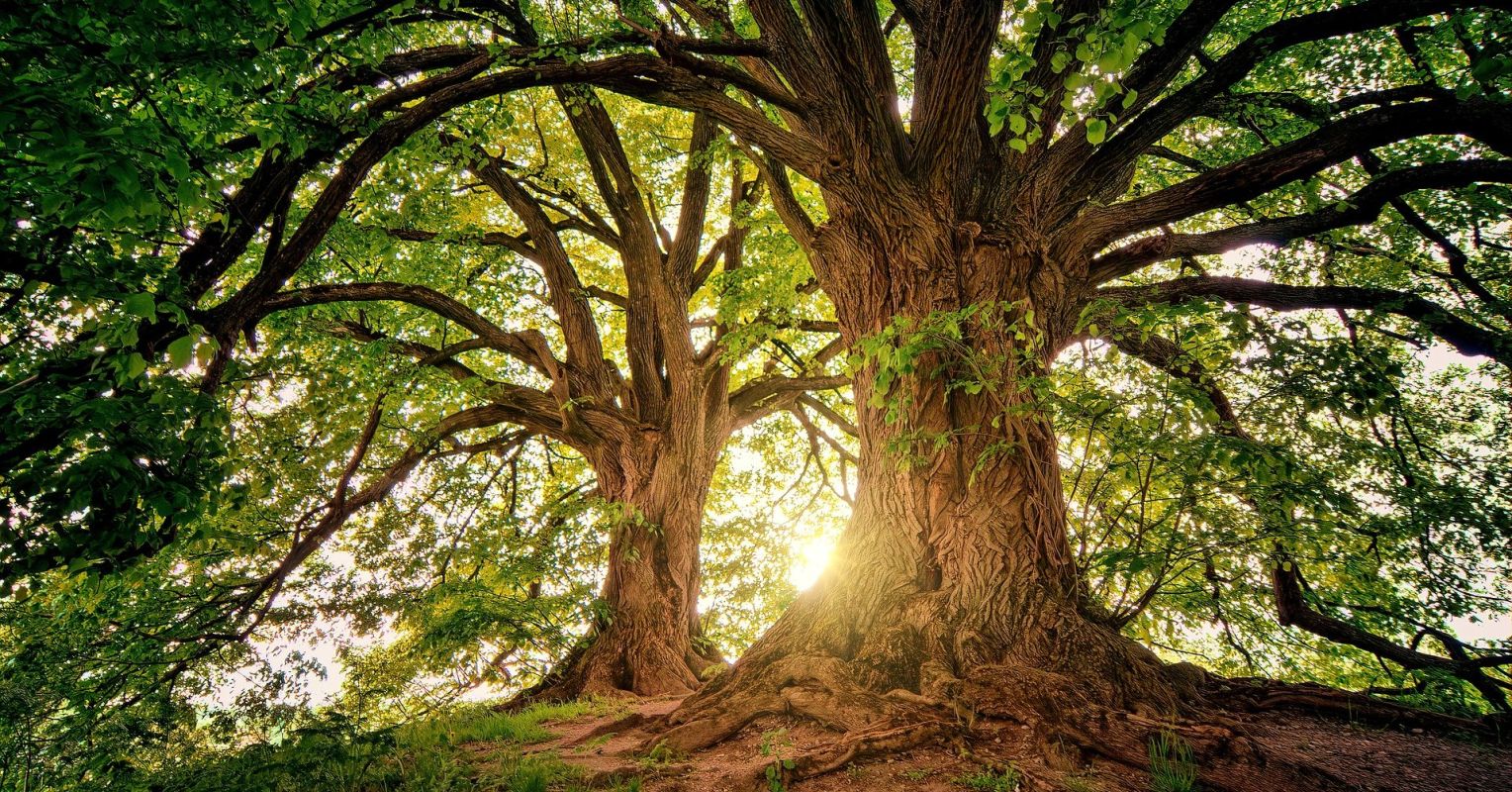 What Is a Legacy Tree? And Why Do You Need One? | Psychology Today