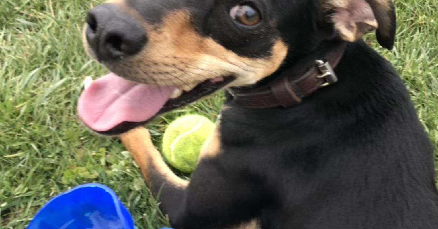 Why Your Dog Flirts: Companion Animal Attachment | Psychology Today ...