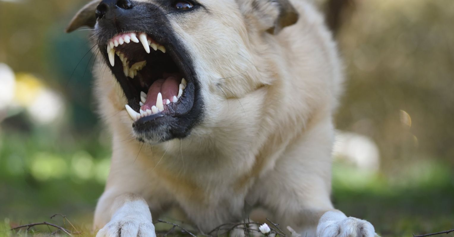 Dog Bites: Behavior of Dogs and Humans Before an Attack | Psychology ...