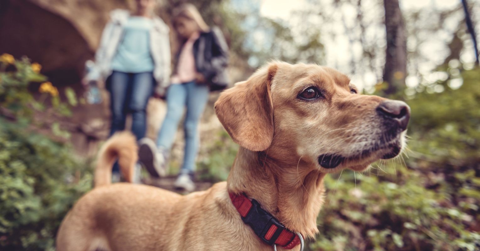 Why Dogs Should Have More Control Over Their Lives | Psychology Today